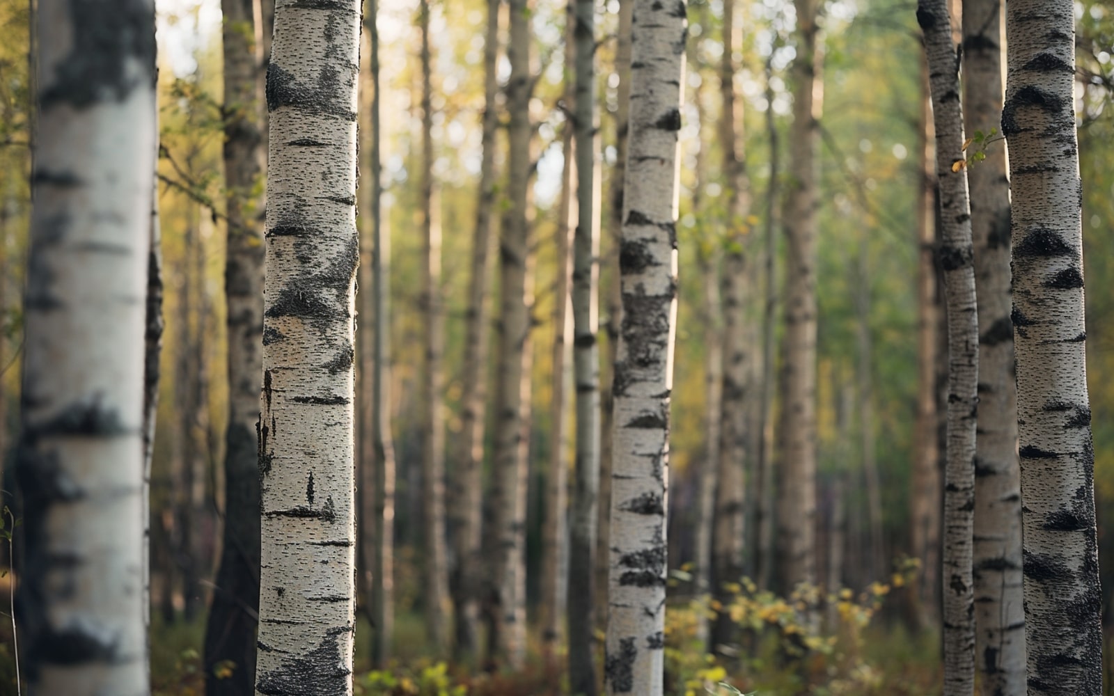 Birch Wood Vanities: Durable, Beautiful, and Perfect | Vanity Plus